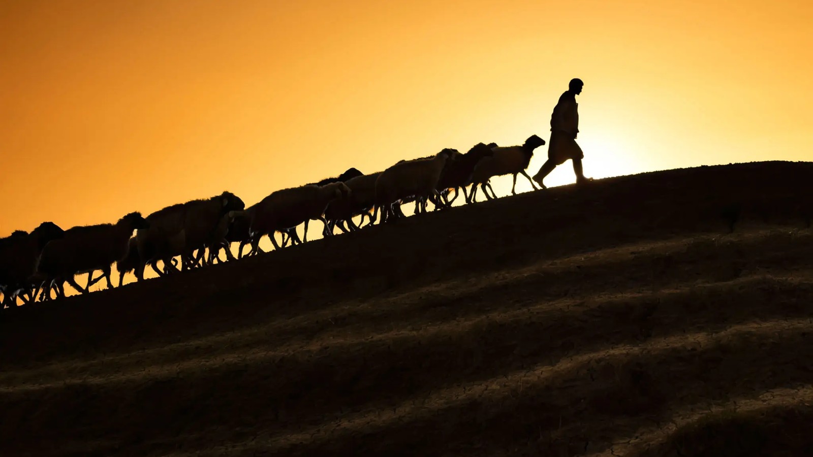 Sheep and Shepherds - Blog | ELC